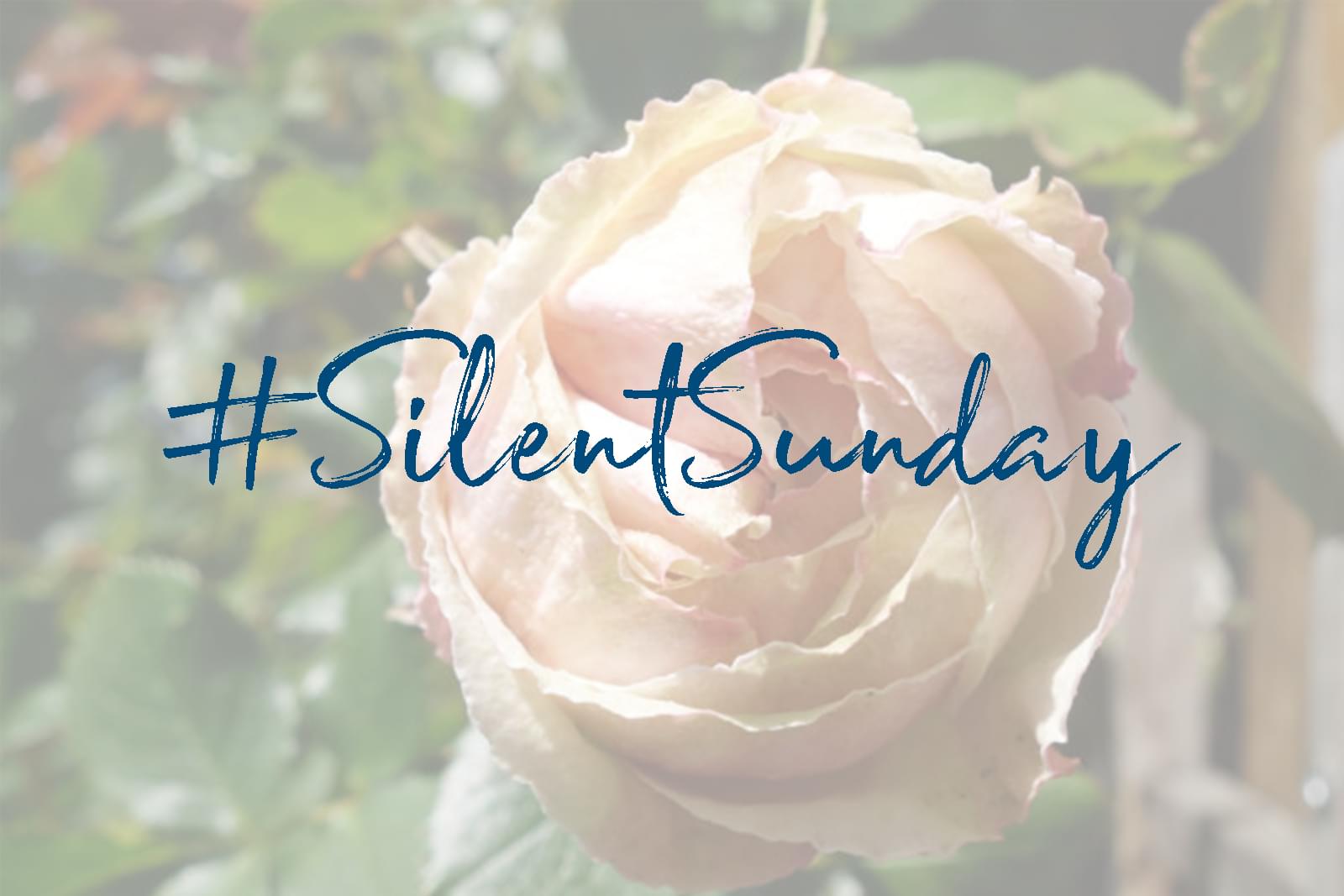 Silent Sunday #40 - Un dimanche, une photographie